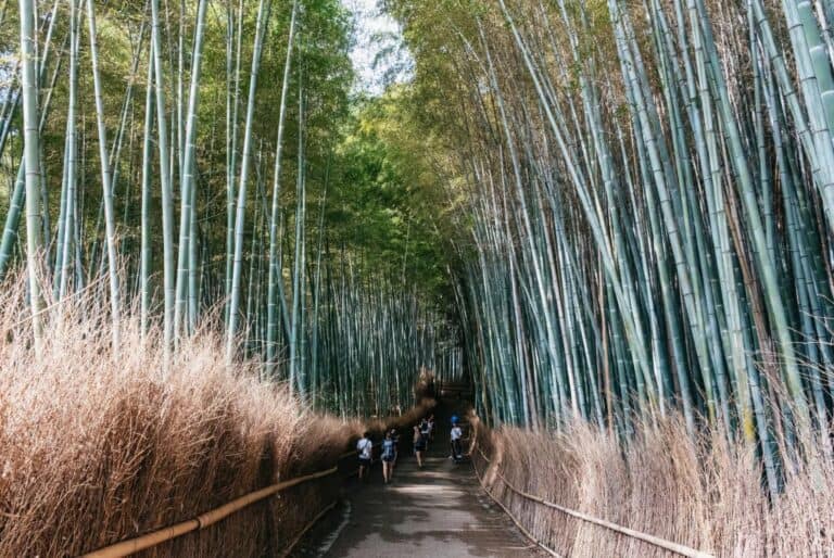 Kiyomizu-dera : tout savoir sur le temple de l'eau à Kyoto